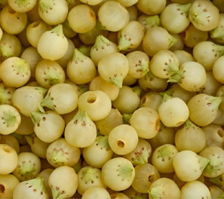 :: Welcome to Pranav Agro::